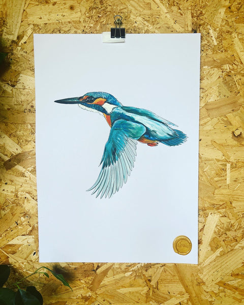 KINGFISHER FLYING ORIGINAL SKETCH – Sophie Long